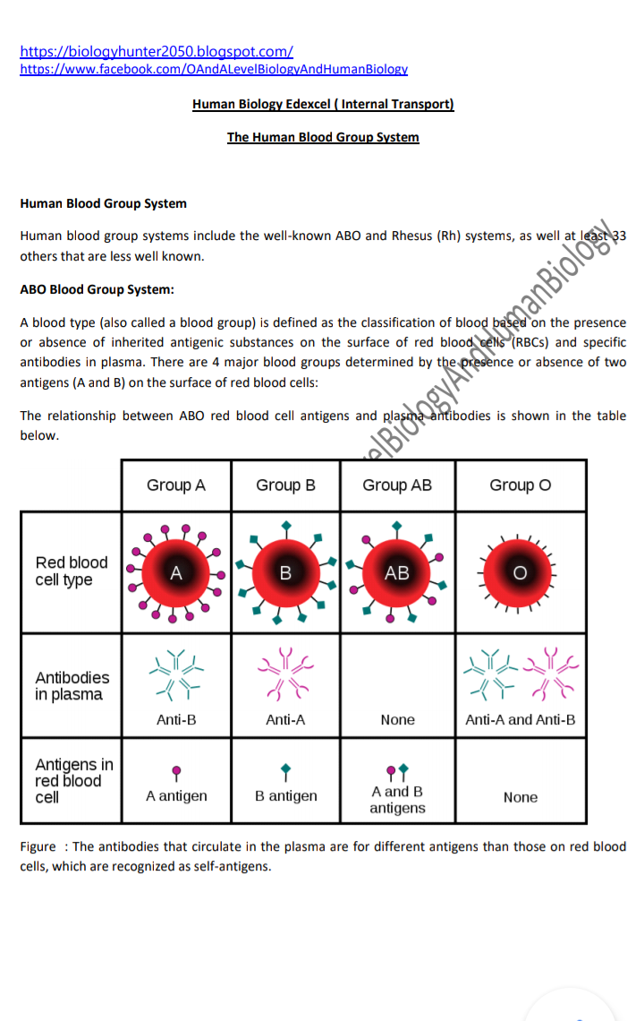 The Human Blood Group (Human Biology Edexcel)