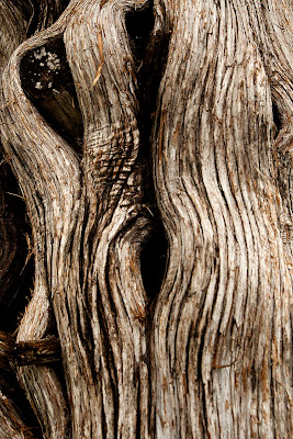 Jillian Schantz Photography: Pic of the Week: Gnarly Tree Bark