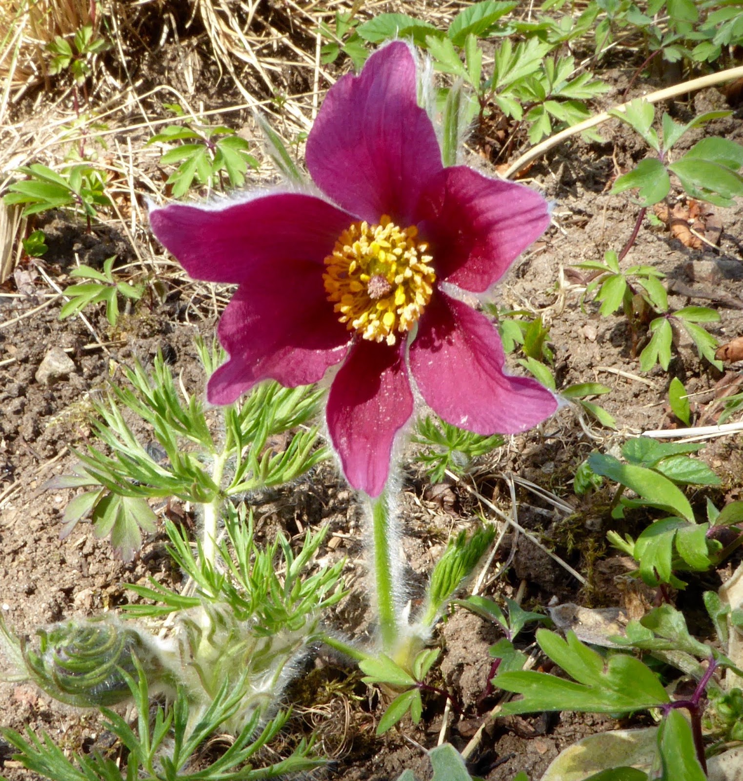 elämää luonnossa: Pihaltamme ja Susannen mustikka ja karhunmaja istutus.