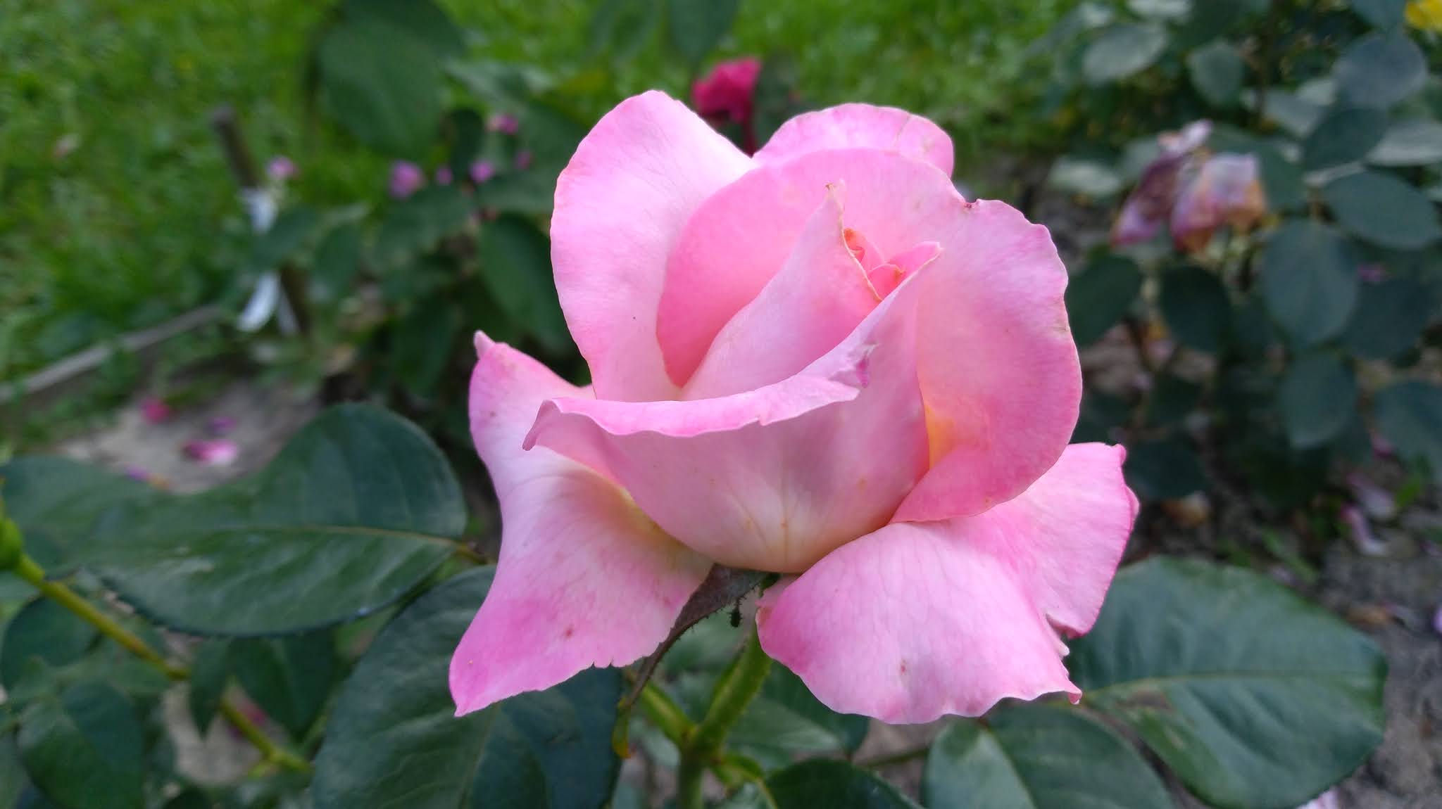 Ranczo Elma: Róża (Rose) Doris Tysterman