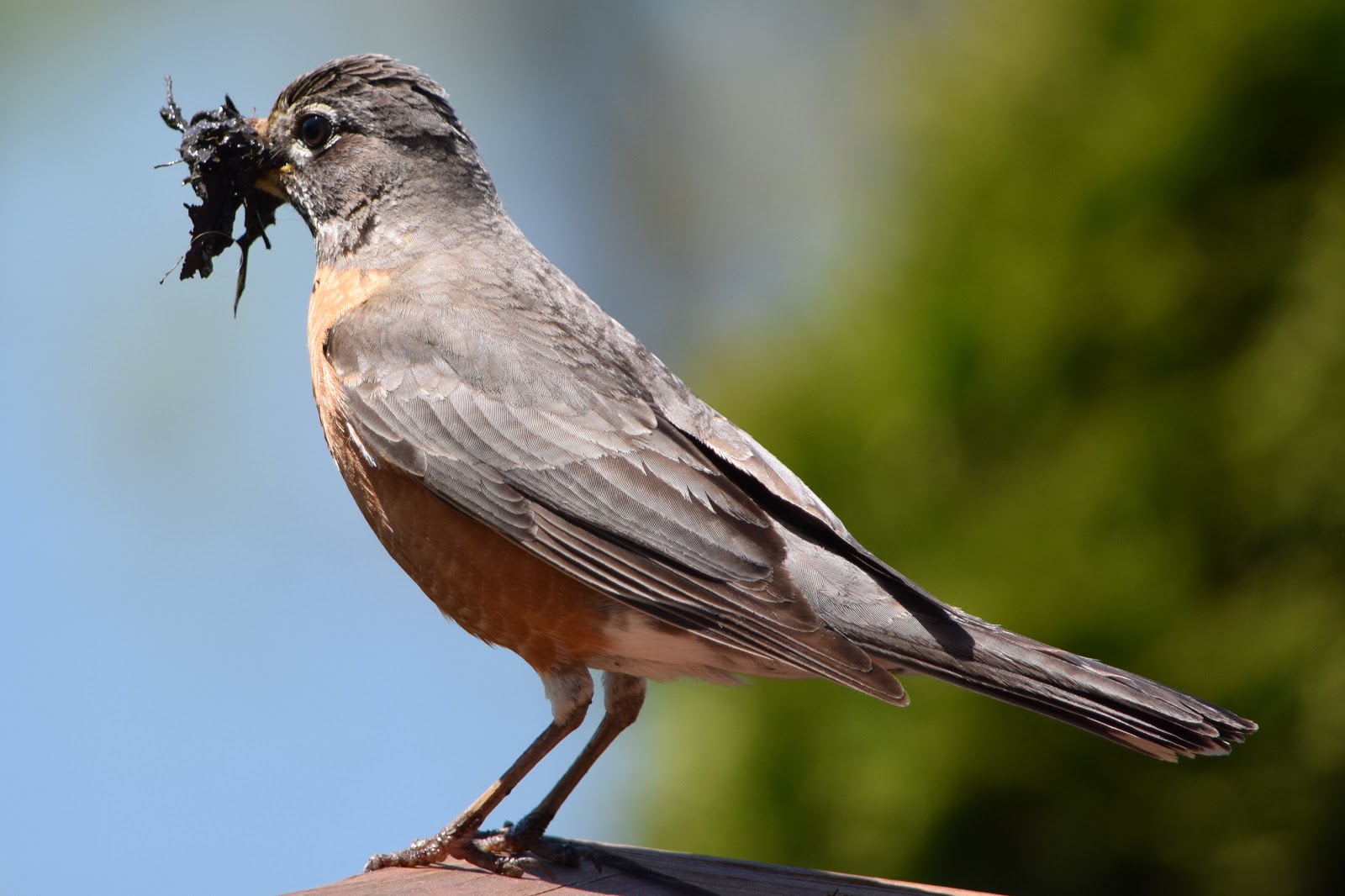 Natural Weekends - More Local Birds - The Soundings