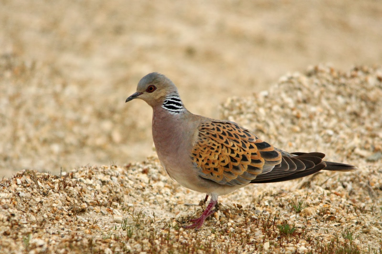 Por onde o meu olhar se perde...: Rola-Brava (Streptopelia turtur)