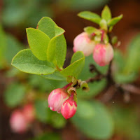 Wild Harvests: The Blueberry Bounty of Burns Bog