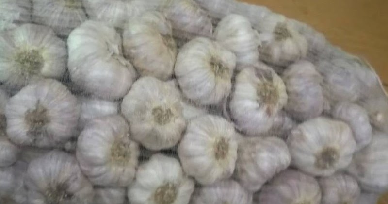 pure white garlic supplier from germany