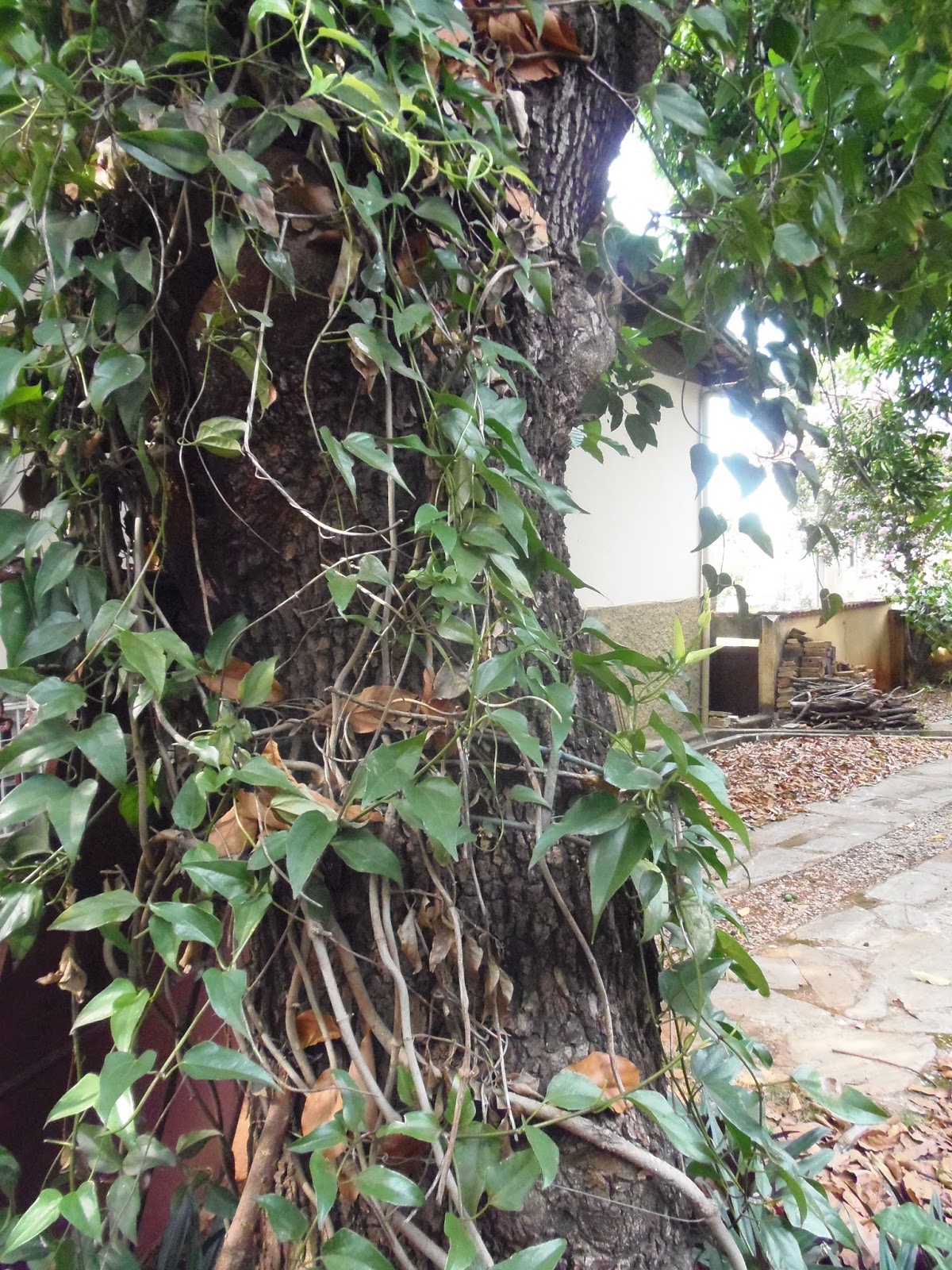 Plantas que curam: Guaco