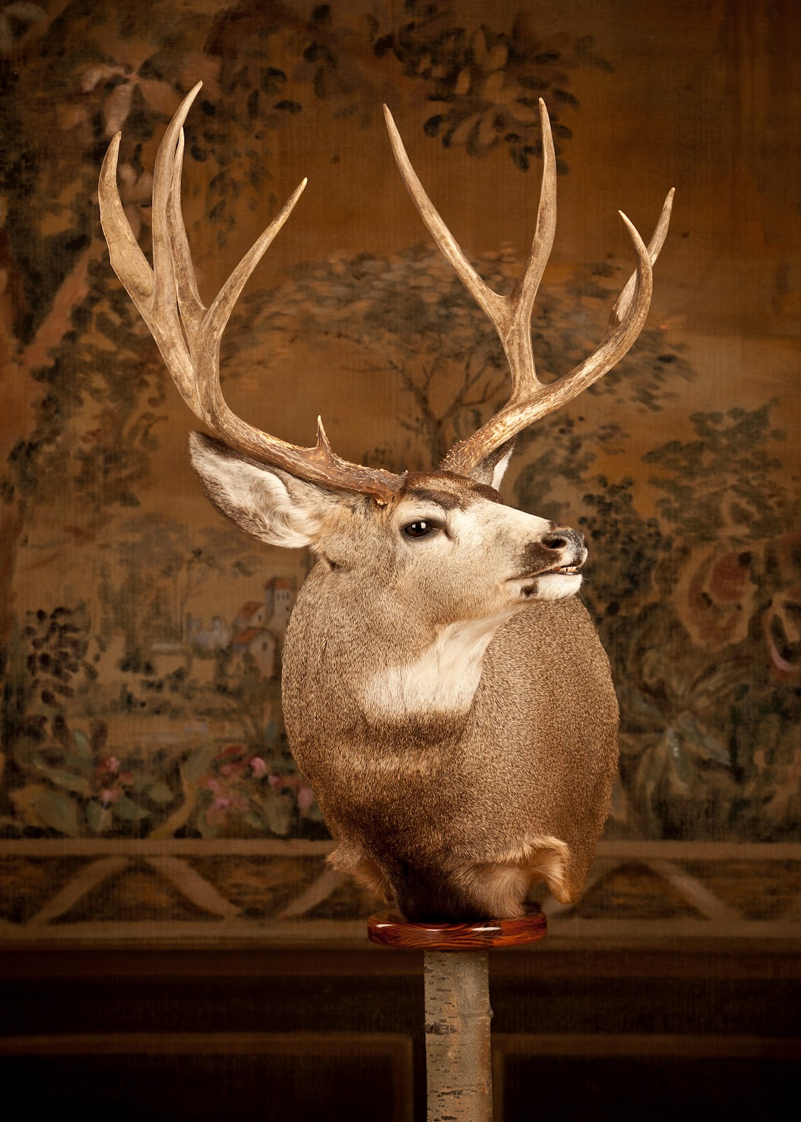 Taxidermy by Josh Hunt: Mule Deer