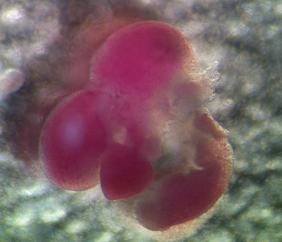 Fanos' MCB Blog: Mouse embryo anatomy
