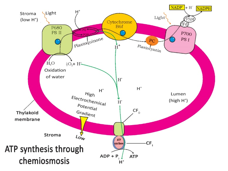 Photosynthesis - Notes | Class 11 | Part 3: Light Reaction