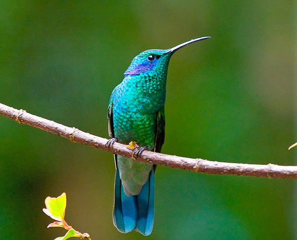 Bellas Aves de El Salvador: Colibri thalassinus (colibrí de oreja violeta)
