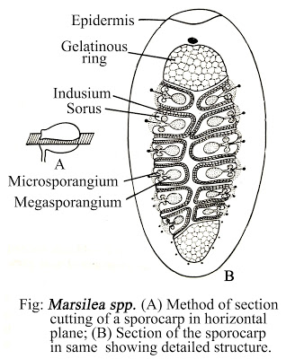 MARSILEA - CLASSIFICATION, STRUCTURE OF SPOROPHYTE, REPRODUCTION ...