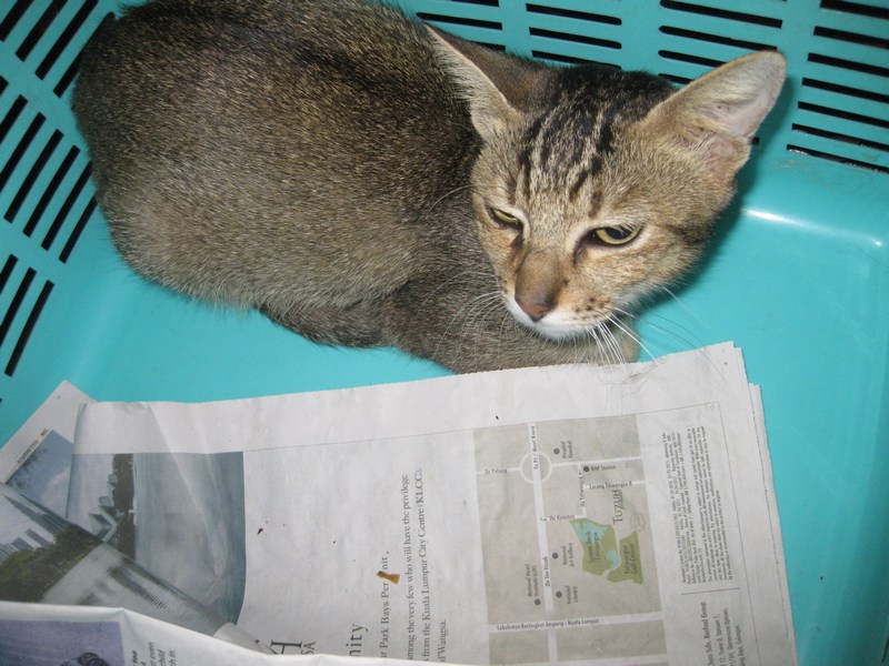 Mama-Cat's faucitis massively improved! - AnimalCare