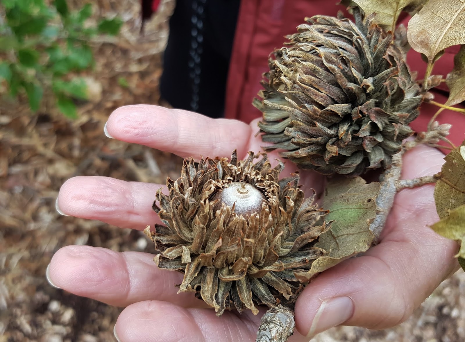 The giant acorn cups of Hedgeley Dene