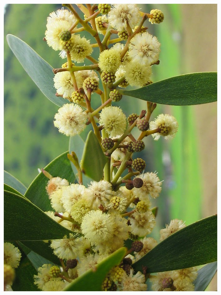 Seminte si plante de gradina hobby: Acacia melanoxylon