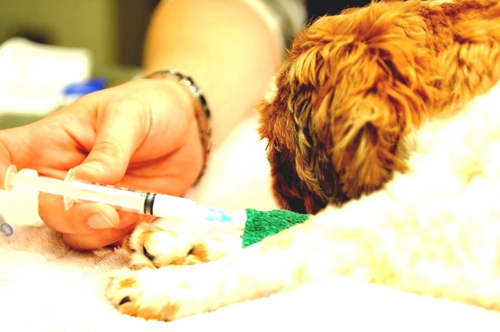 Animal Euthanasia - Euthanasia Dog