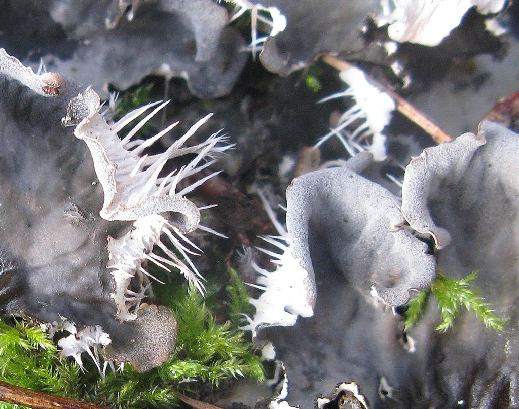 Michael Foley: Natural History ©: LICHEN: Peltigera praetextata in Cumbria