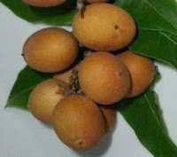 Como Plantar a Pitomba da Mata ~ Viveiro SBERC - LTDA