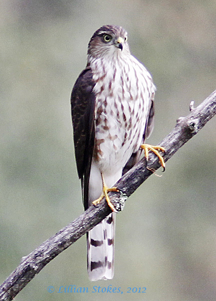 STOKES BIRDING BLOG: Sharp-shinned Hawks and more, are still migrating!
