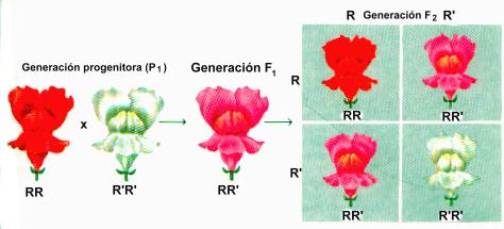 La biología inteligente: Dominancia Incompleta