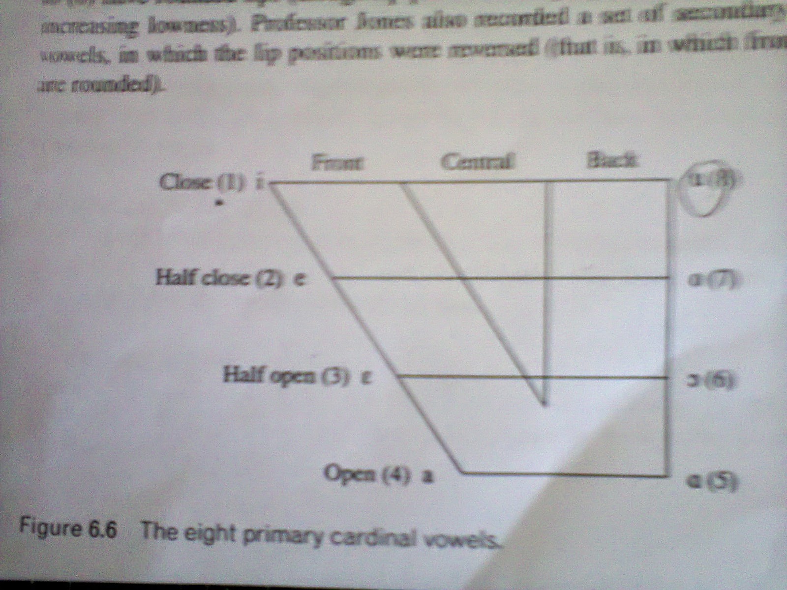 Cardinal Vowels cardinal-vowels