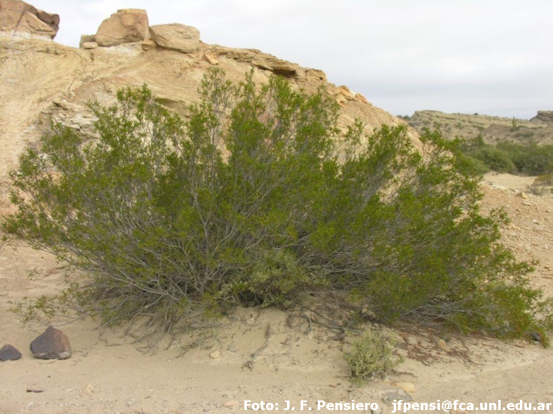 Argentina nativa: Jarilla macho (Larrea cuneifolia)