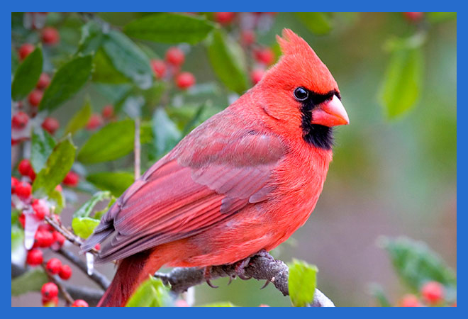 Tips for Attracting Cardinals to Your Outdoor Area - Bebo Pets