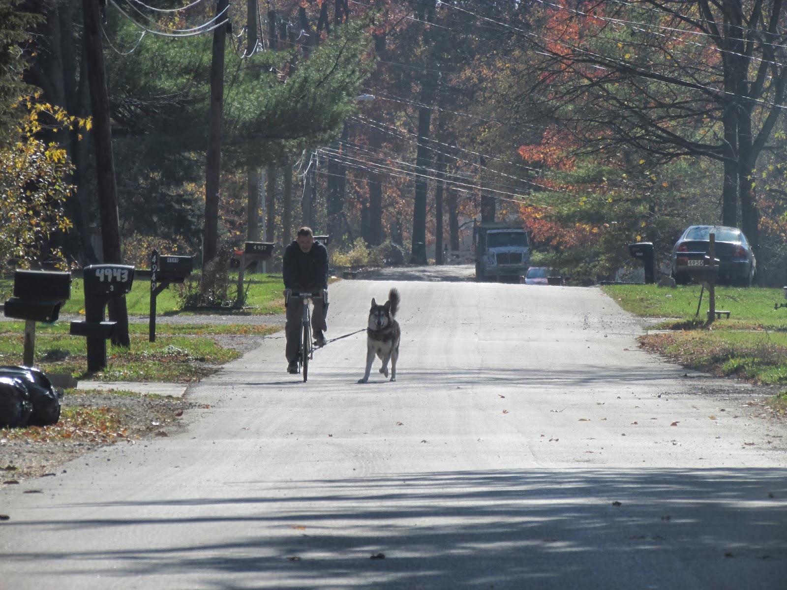 My Rotten Dogs: Dogger Jogger Review