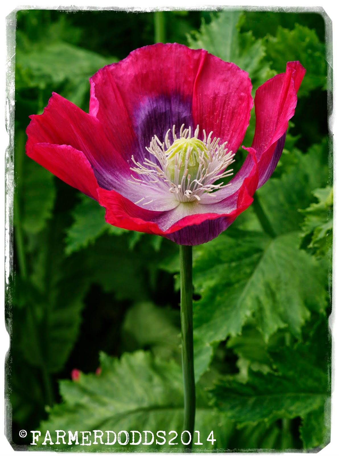 KYKEON PLANTS: POPPY LIST 2014