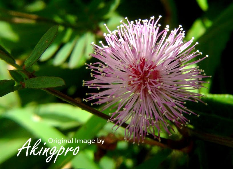 look deeper: Bunga putri malu