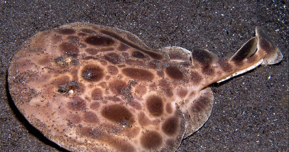 Species New to Science: [Ichthyology • 2016] Narcine baliensis • A New ...