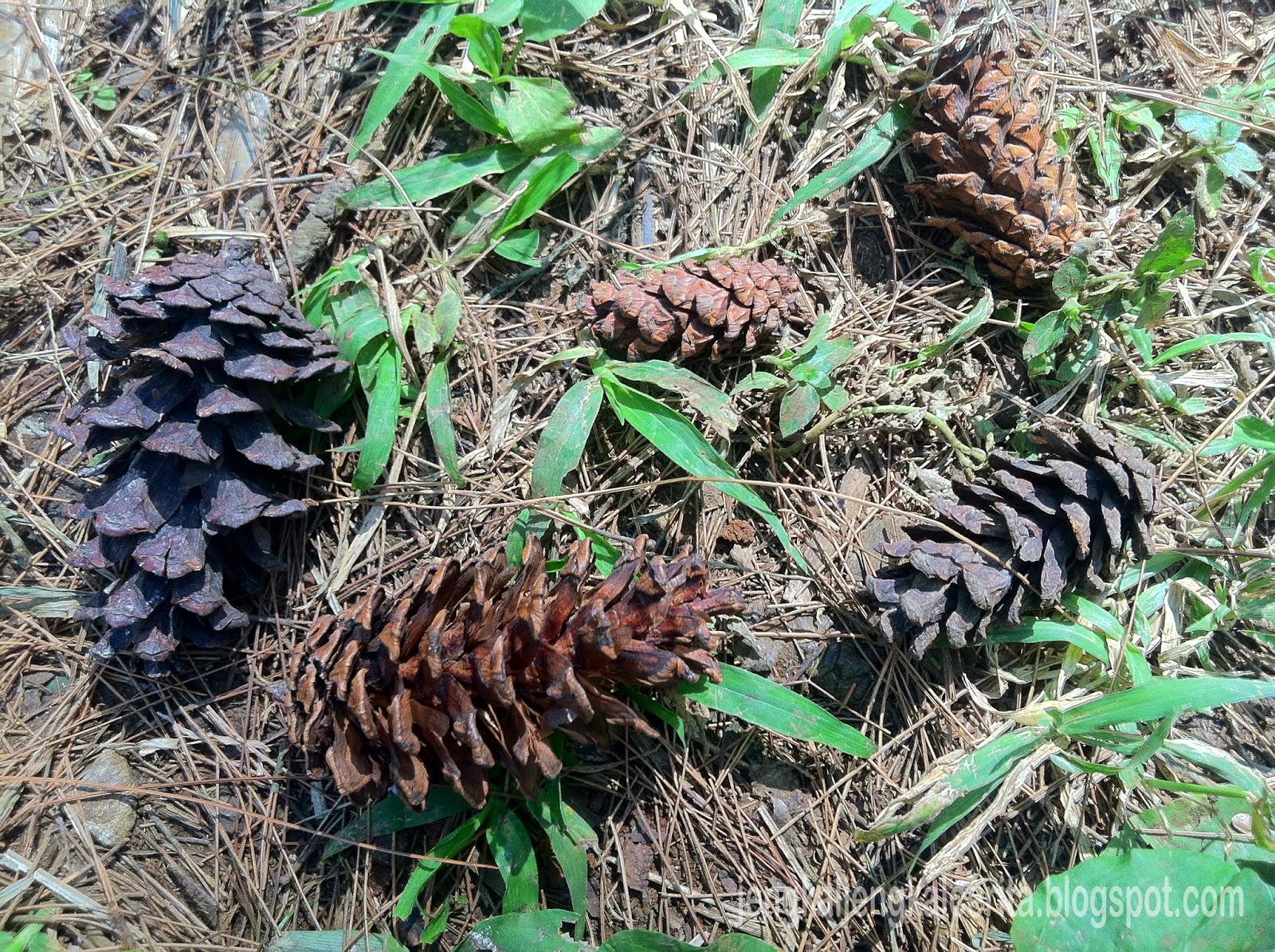 jengkaljengkalcerita: CAMPING DI BATU KUDA, MANGLAYANG, BANDUNG