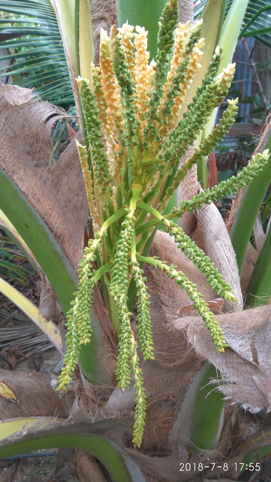 Pendebungaan kelapa pandan , coconut pollination