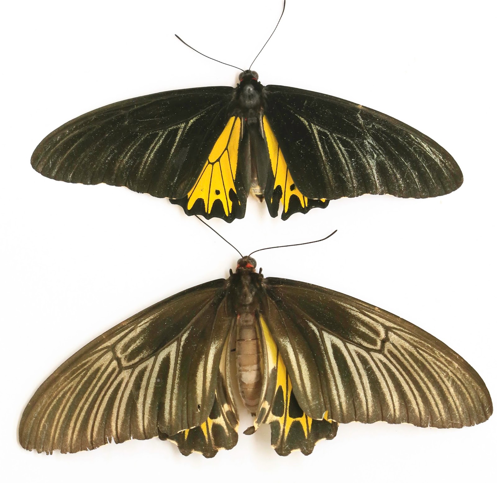 Butterflies of Vietnam: 142. Troides helena cerberus (The Common Birdwing)