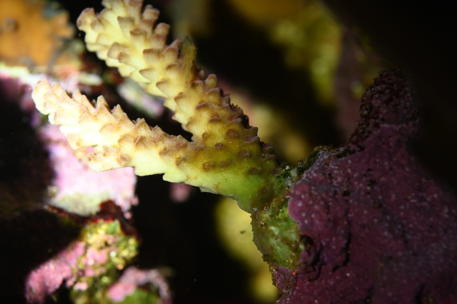 Ricky's Reef Corals: Acropora White Bugs