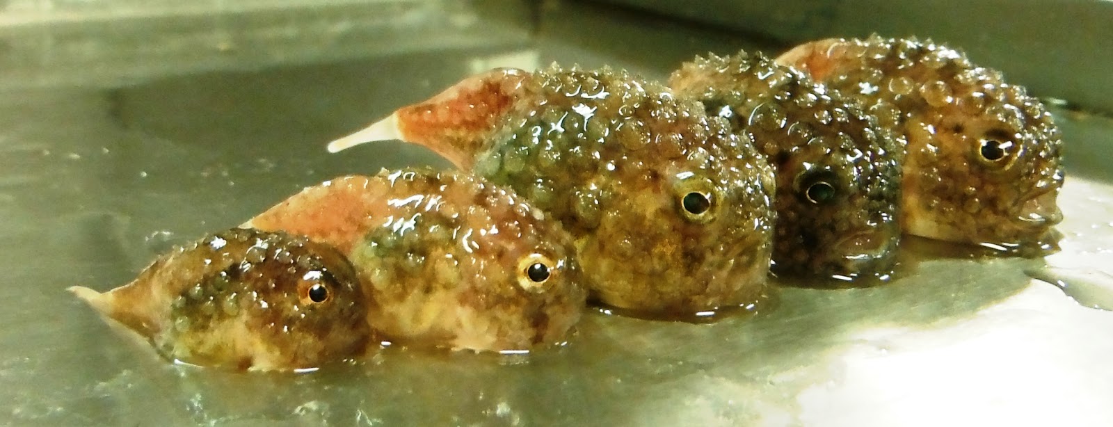 Scientists@Sea: May 2012