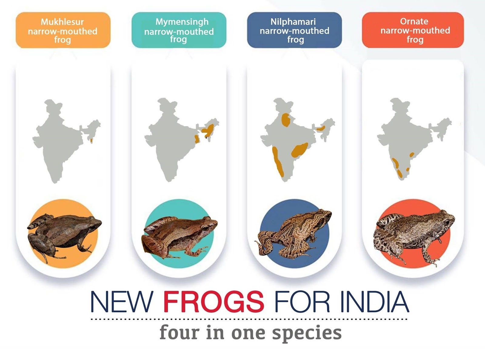 Species New to Science: [Herpetology • 2018] Delineating Microhyla ...