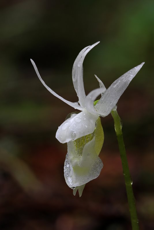 Native Orchids of the Pacific Northwest and the Canadian Rockies (and ...