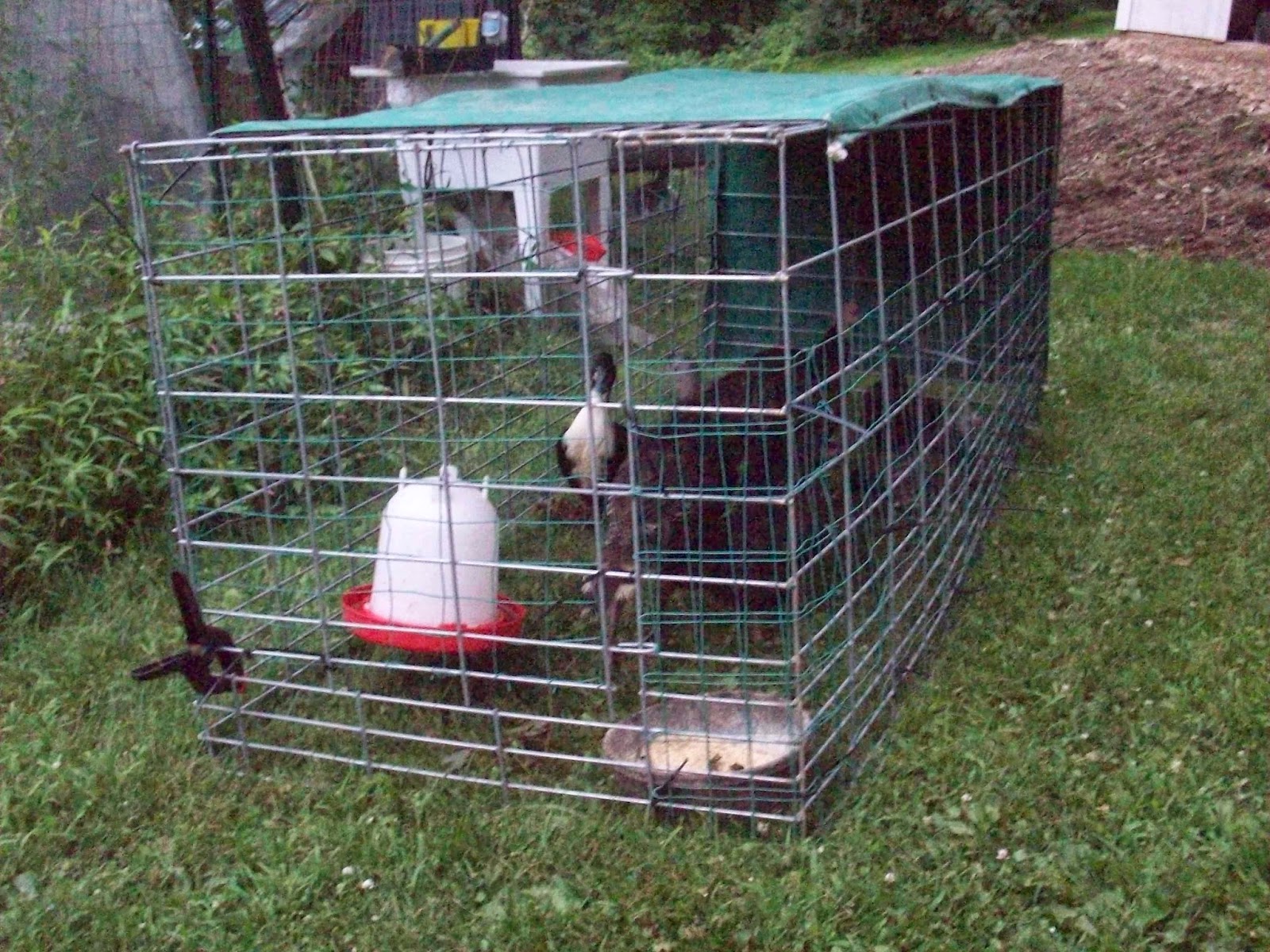 4 acres and a stream: Its a Turkey Tractor