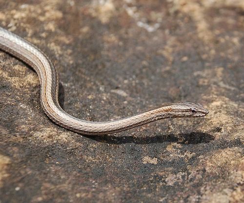 Evolutionary Vertebrate Zoology: January 2013