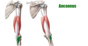 Muscle Of The Week... Anconeus