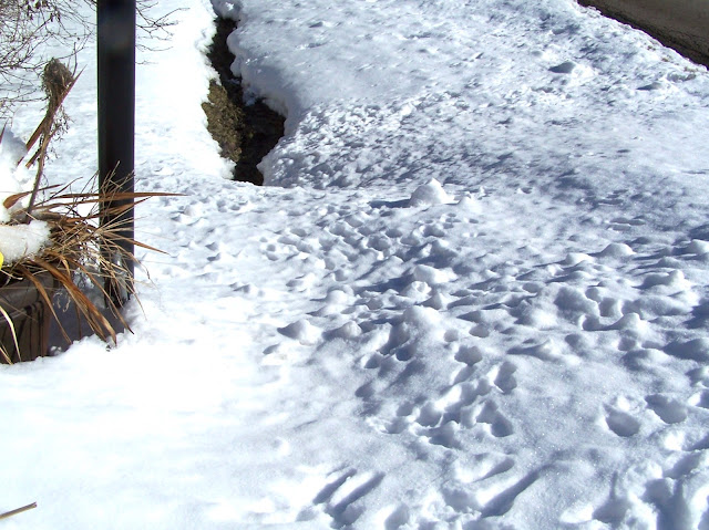 Somethings Old, New, Green, Redo!: Midwest Gardening: Snow, Critters ...