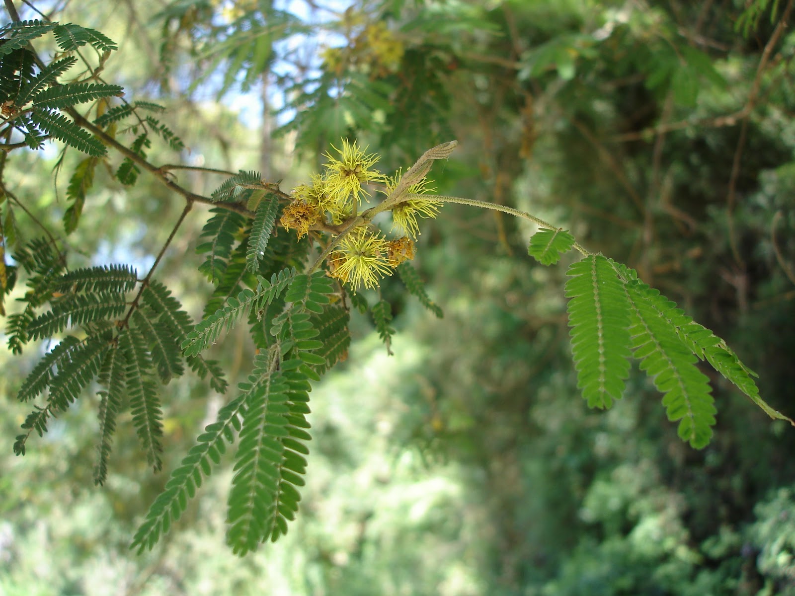 The Flowering plants (Leguminosae - Fabaceae): Fabaceae - Mimosa ...