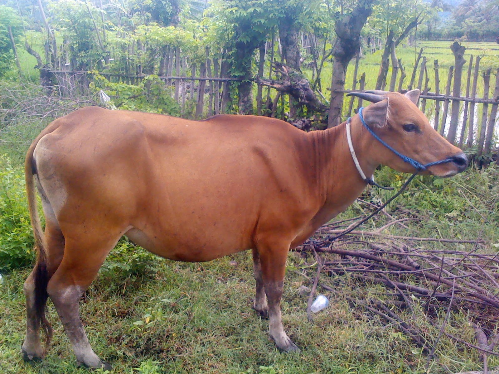 Sapi Sumbawa: Sapi sumbawa
