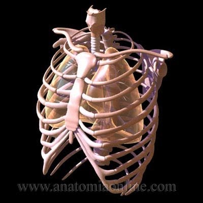 CIENCIA Y DESARROLLO DE LA MEDICINA : EXAMEN DE TORAX