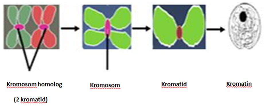 TEKNIK INOVATIF BIOLOGI: Bab 5: Pembahagian Sel (Kromosom Homolog ...