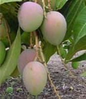 KASTURI (Mangifera casturi) - Ensiklopedia Tumbuhan