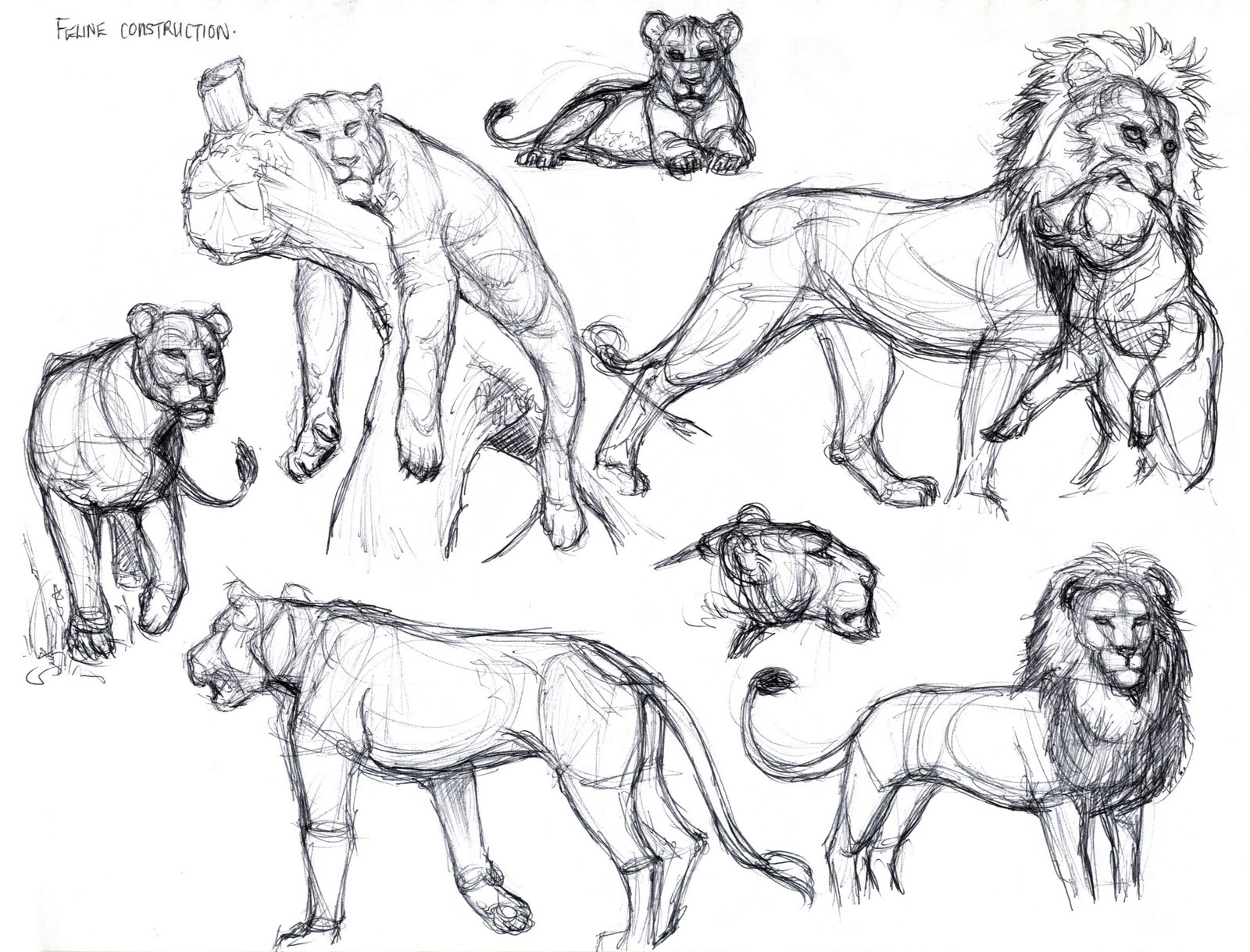 Art Kimistry: Animal Drawings - From Reference
