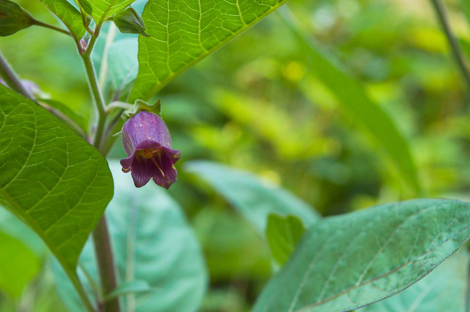 66 Square Feet (Plus): Black nightshade vs deadly nightshade