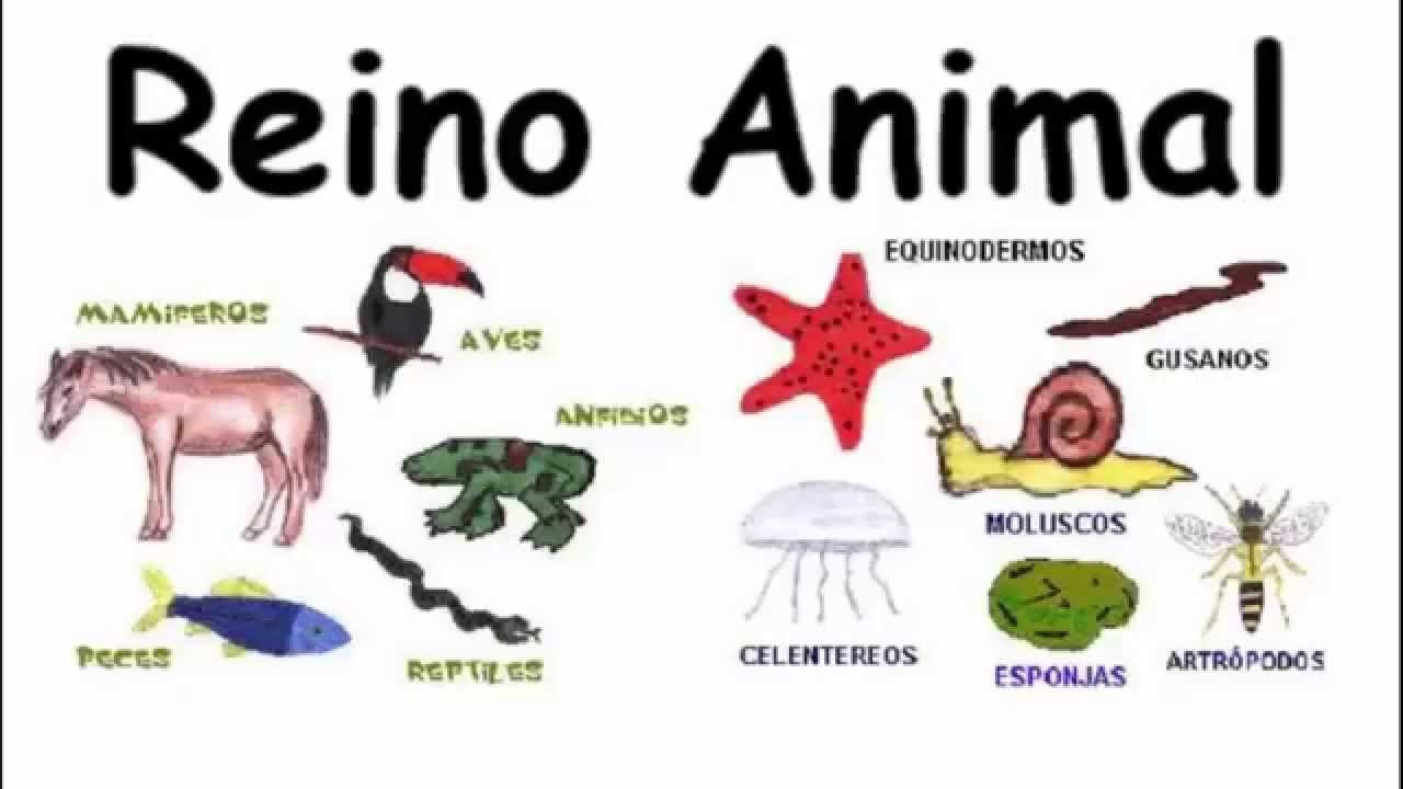 Reino animal