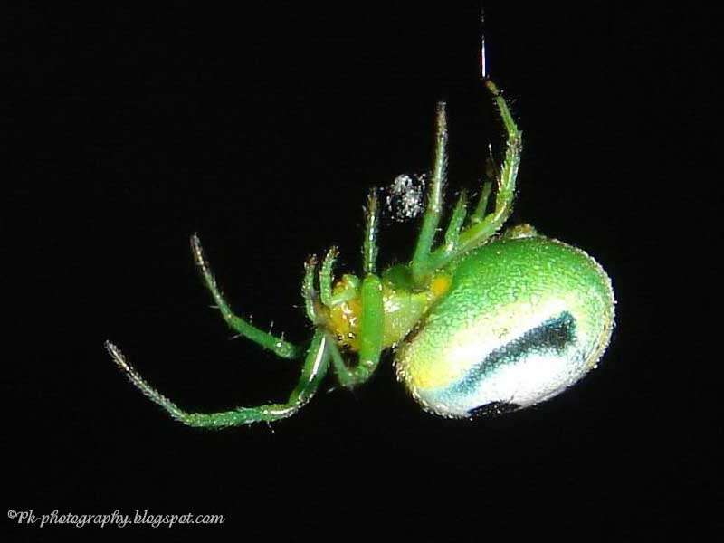 Kidney Garden Spider-Araneus mitificus | Nature, Cultural, and Travel ...