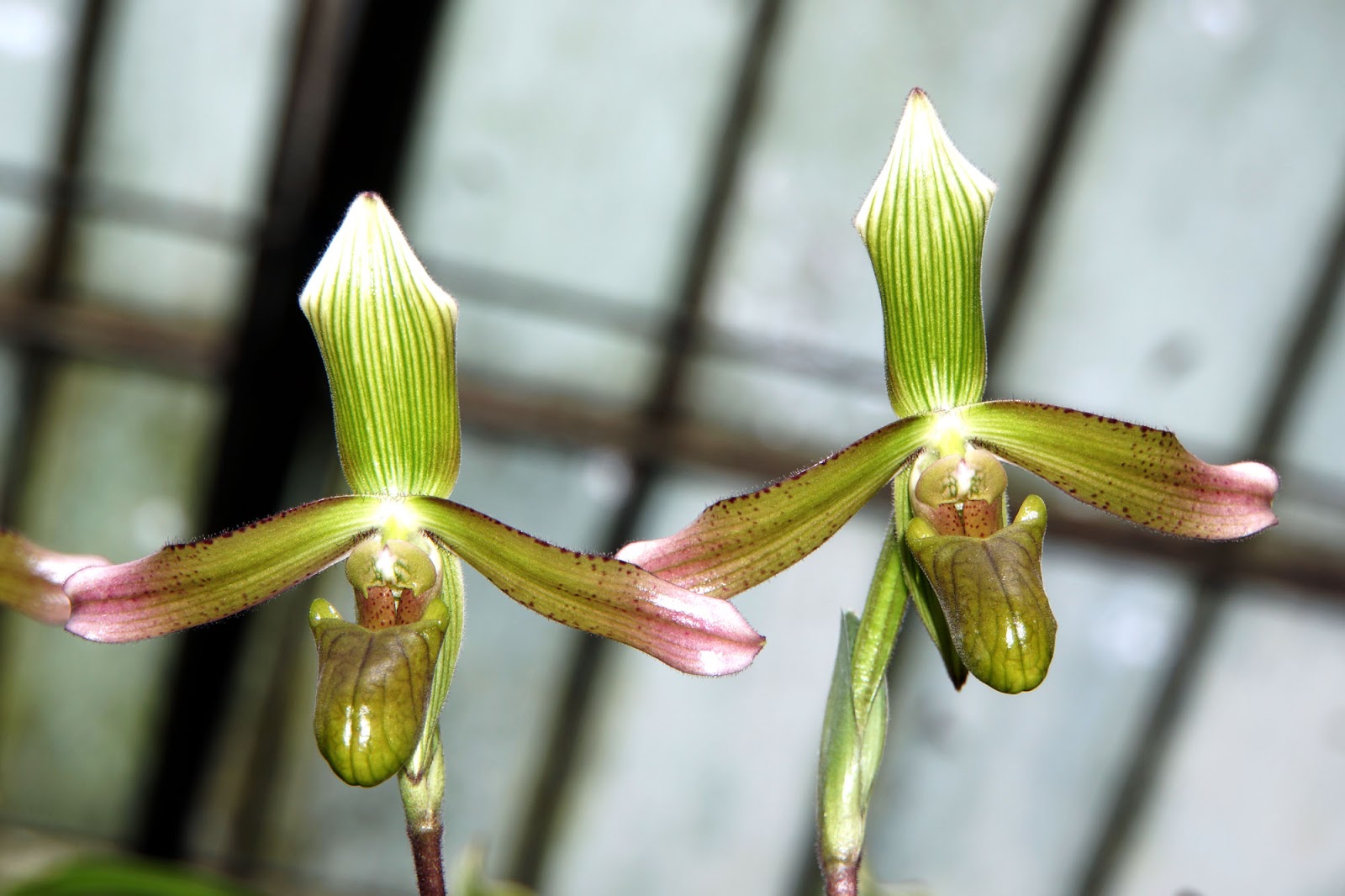Paph javanicum | Slippertalk Orchid Forum